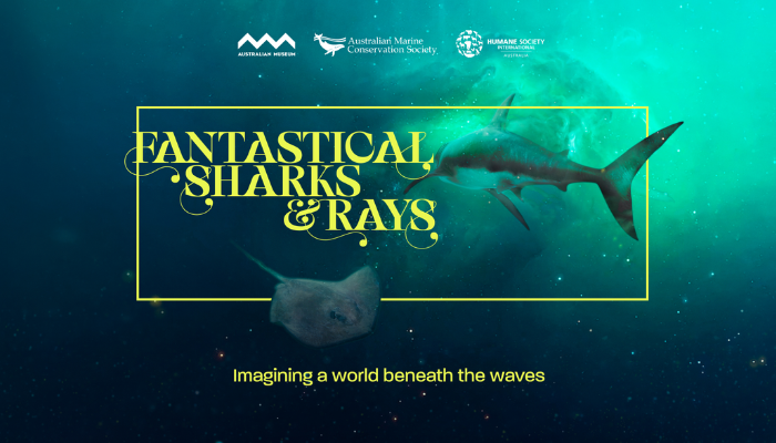 AMCS to raise awareness on Australian sharks and rays with imaginative ...